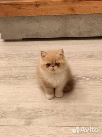 Котенок экзотический