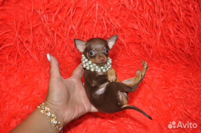 Микро шоколадный мальчик. Эксклюзив