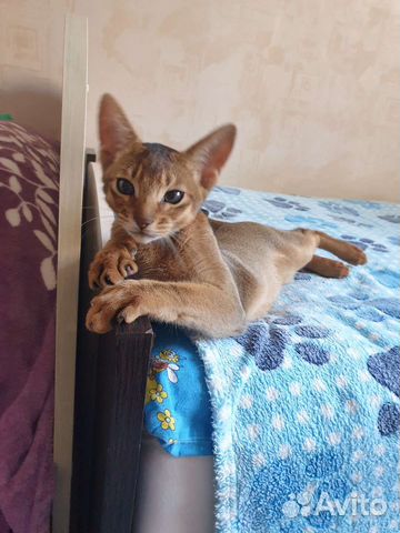 Абиссинский котёнок