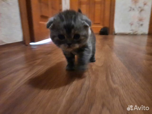 Британская