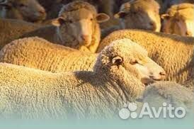 Овцы барашки меринос
