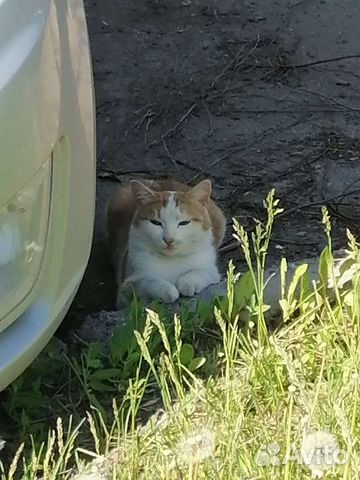 Котик