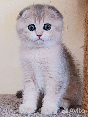 Шиншилла ay11. Кот