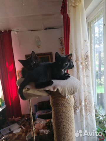 Кошки