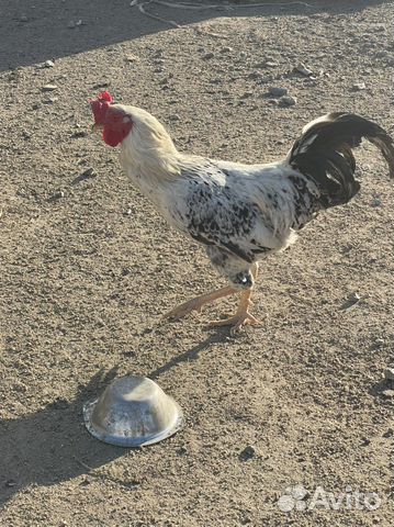 Петушок Узбекской Бойцовой породы