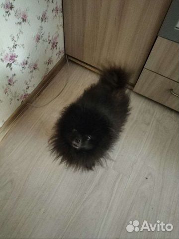 Померанский шпиц