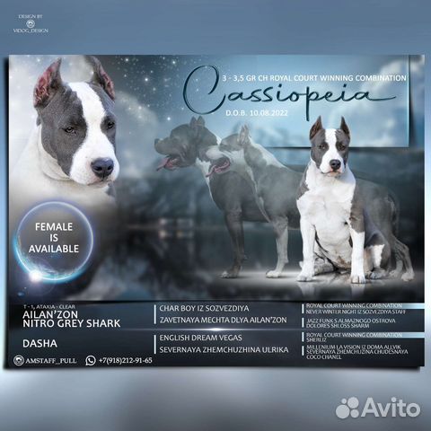 Амстафф девочка щенок