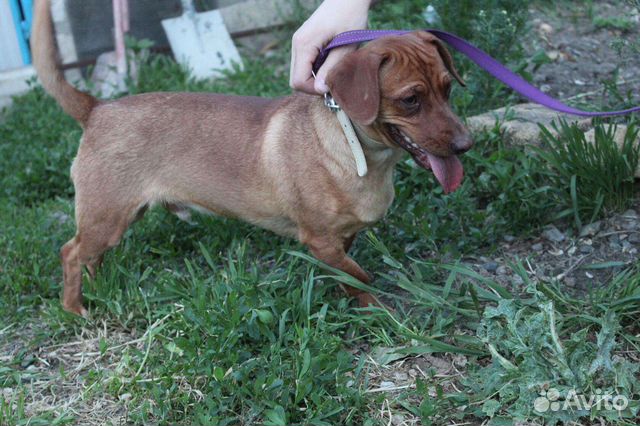 Мелкий пес в добрые руки