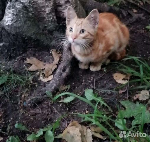Рыжий котенок в добрые руки