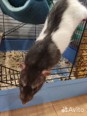 Крыс Дамбо арчи