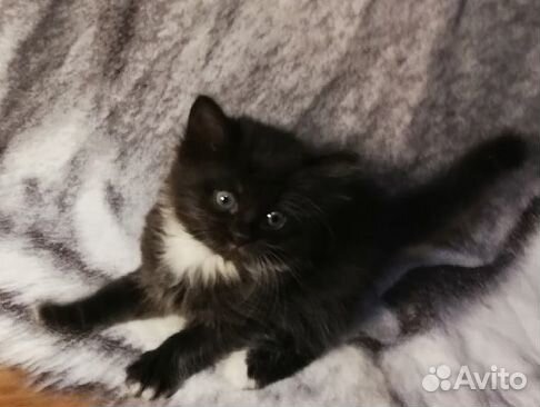 Котята хайленд страйт