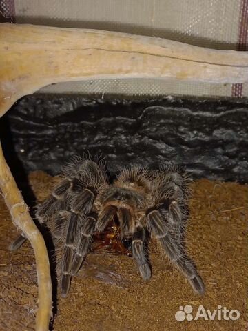 Паук птицеед