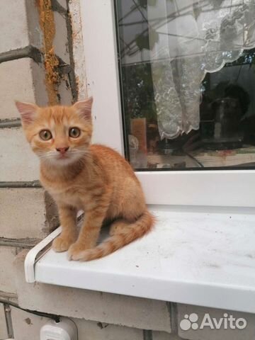 Кот Вислоухий рыжик