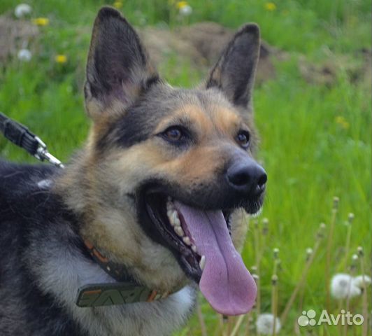Метис овчарки в добрые руки
