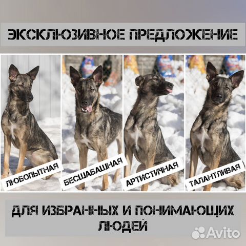 "Спортсменка" ищет дом