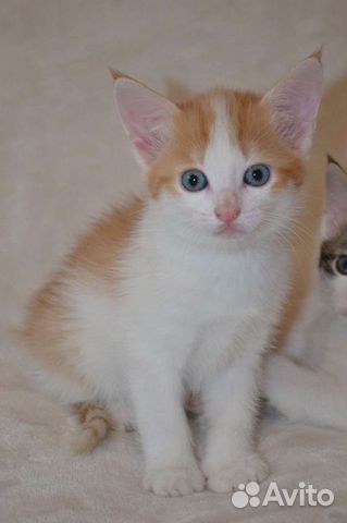Рыжее чудо, котенок мальчик 1 месяц