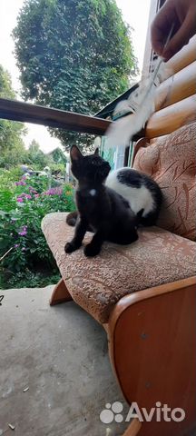 Котята в добрые руки бесплатно