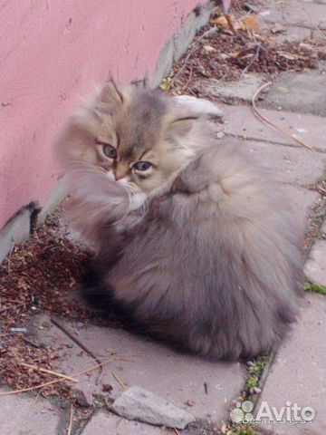 Котята в добрые руки даром