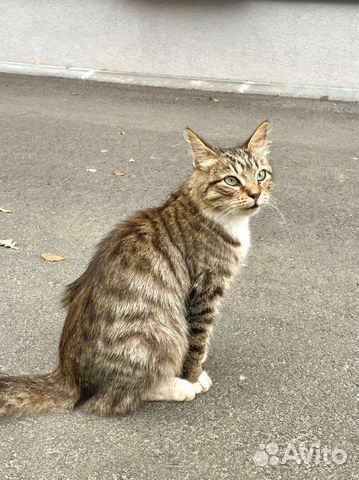 Кошка около 8мес