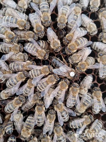 Пчеломатки карника