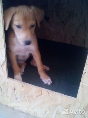 Лиска. Щенок