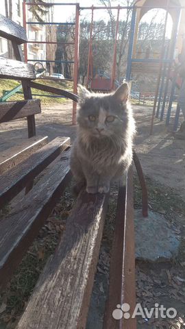 Кошечка в добрые руки