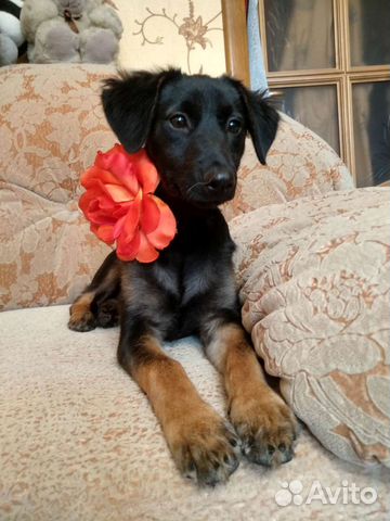 Щенок, 5 мес, мелкая девочка