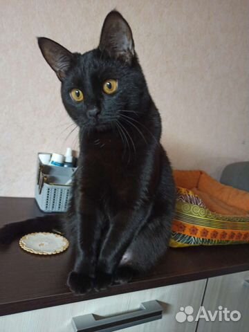 Веселый котик компаньон Честер ищет дом