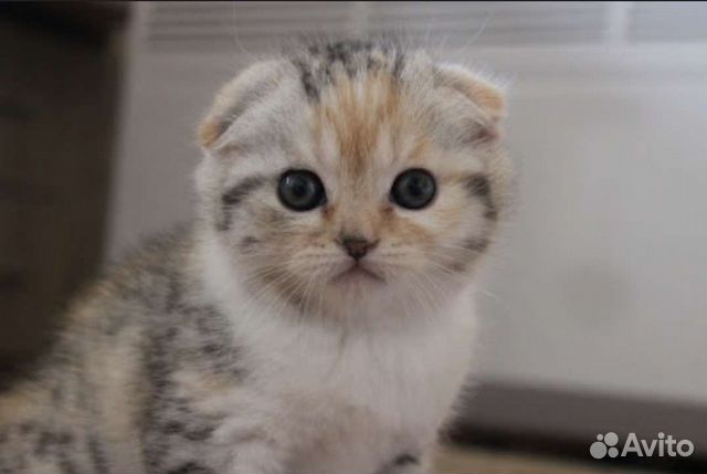 Шотландские котята