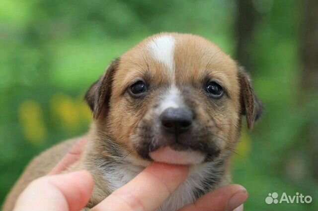 Юни. Маленький щенок. Бесплатно