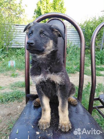 Собака