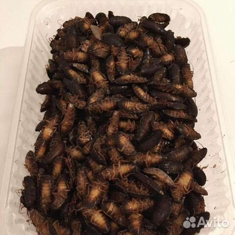 Мраморные тараканы