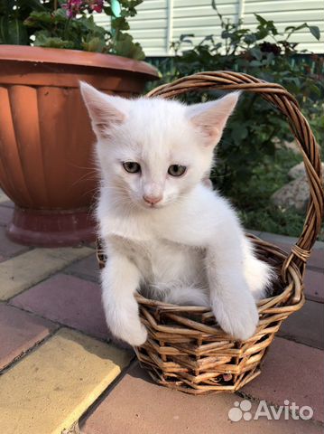 Котик Василёк в добрые руки