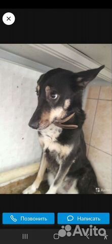 Собаки бесплатно в добрые руки