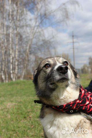 Милой собаке Зиночке нужна семья