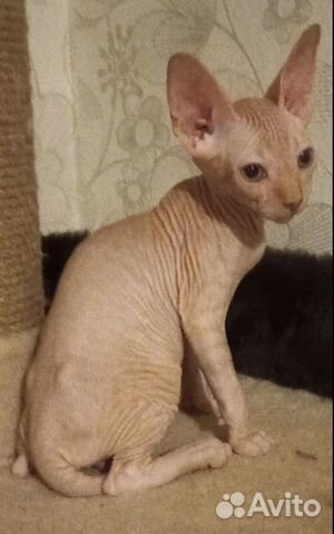 Канадский сфинкс кошка