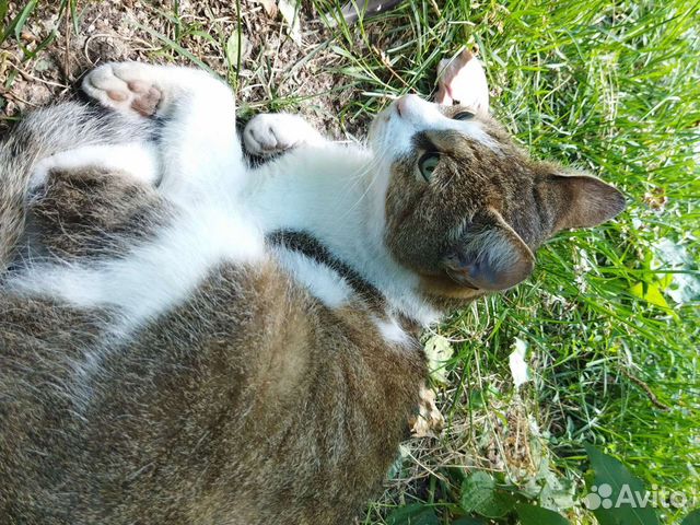 Кошка (девочка)