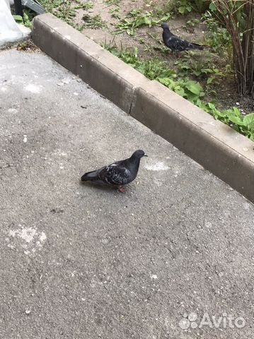 Превосходный и великолепный голубь Гриша