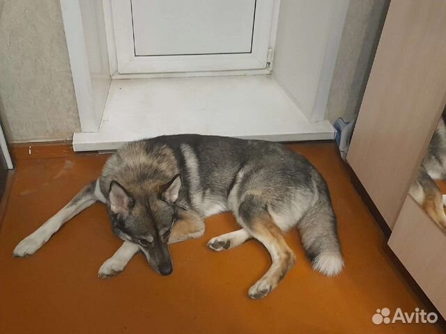 Пес в добрые руки