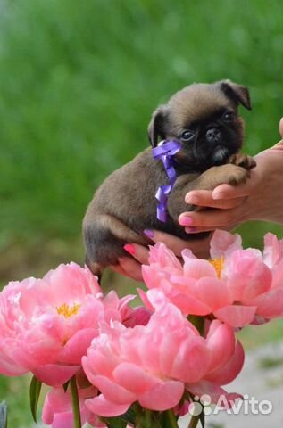 Щенки брюссельский гриффон пти брабансон