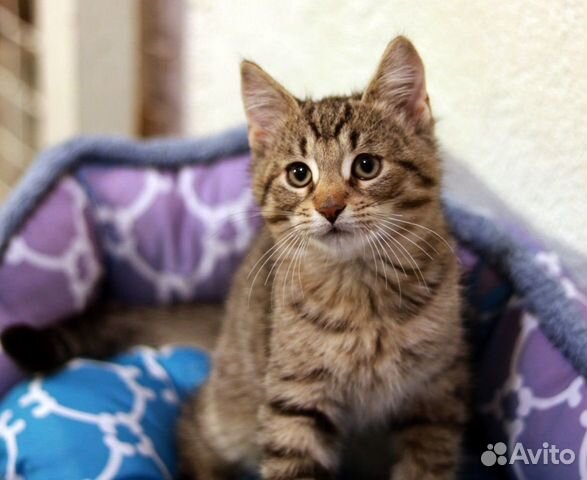 Котята в ответственные руки