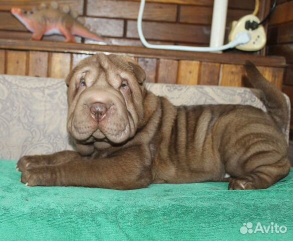 Шоколадный нос