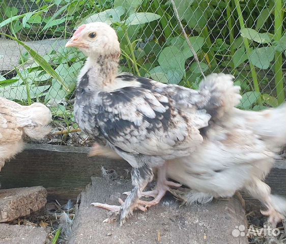 Куры фавероль лососевая