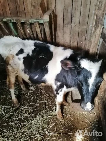 Телята бычок