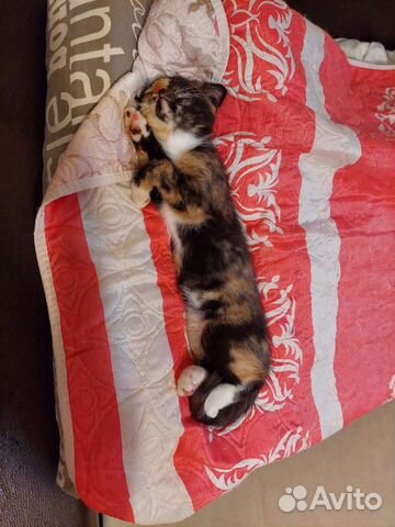 Ласковая малышка