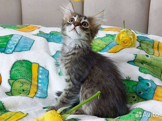 Котята