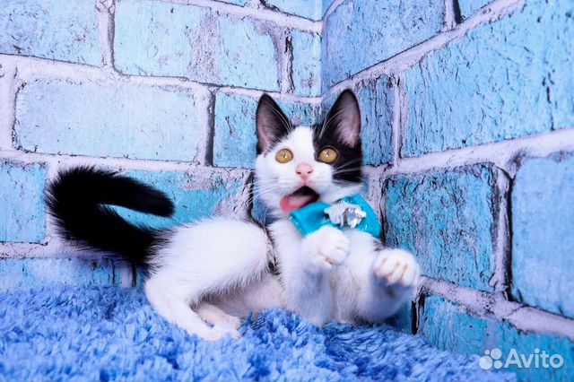 Кошка кокетка Мотильда