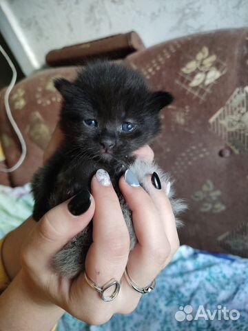 Домашние животные котята
