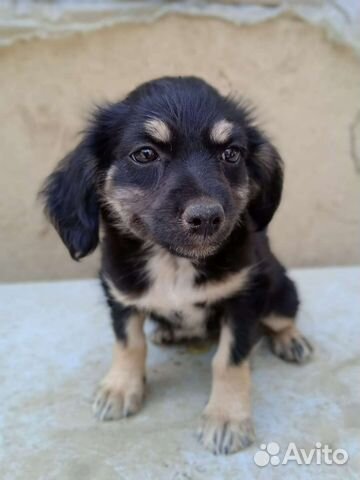 Щенок в добрые руки