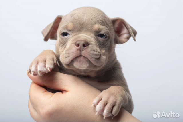 Красотка Булли покет лиловый трик в Екатеринбург